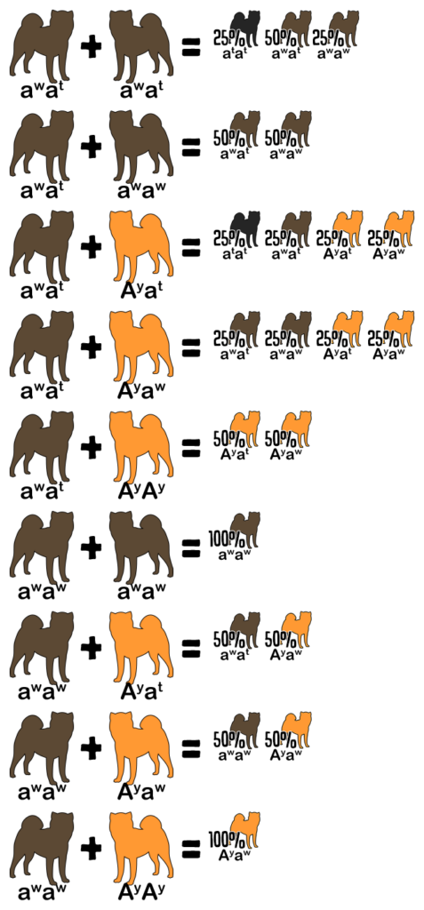 Coat Color Genetics Part 2 – Kaiju Kennels